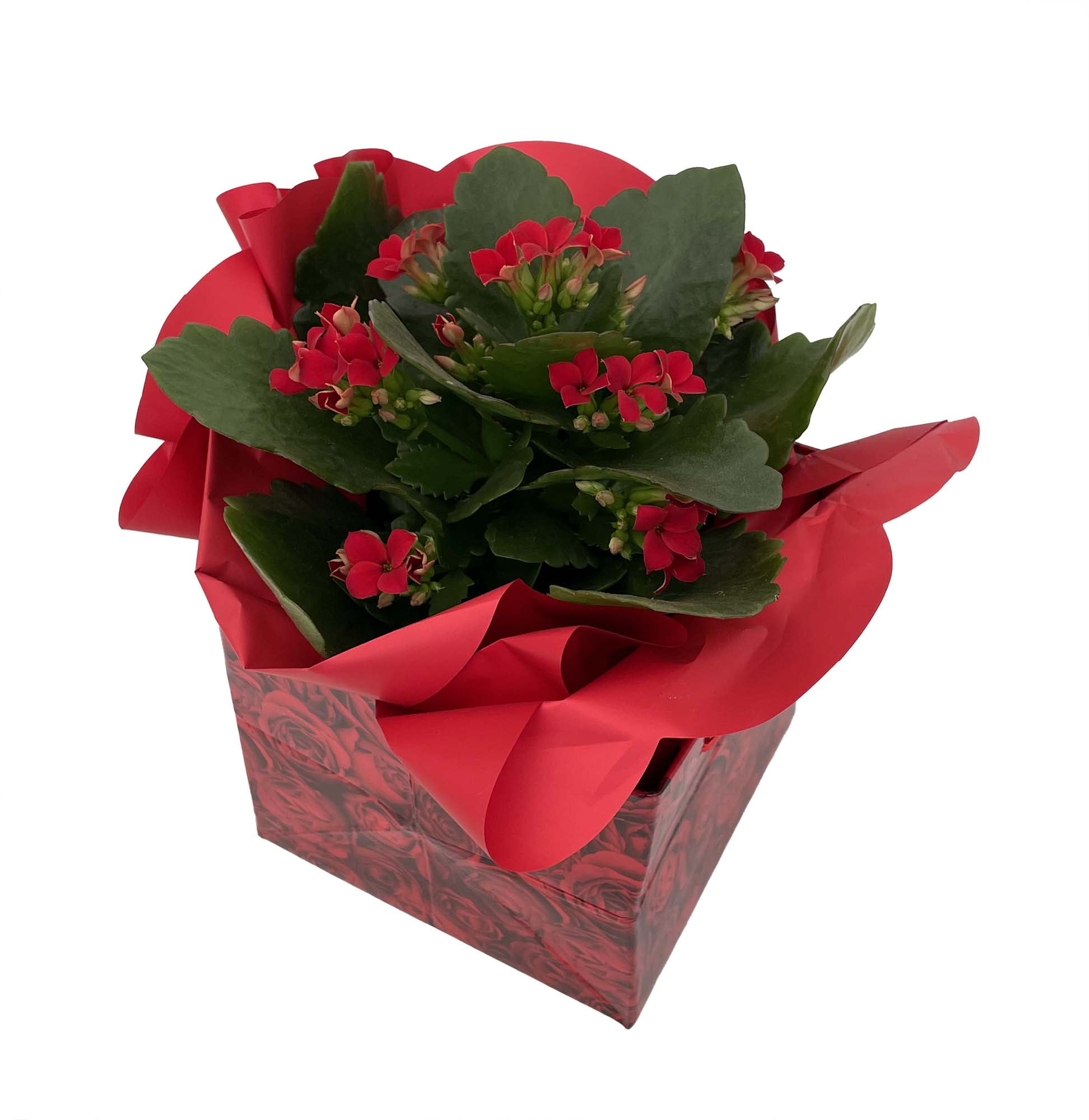 Red Kalanchoe in Red Rose Gift Box - 4" Pot - Valentine's Day Gift ...