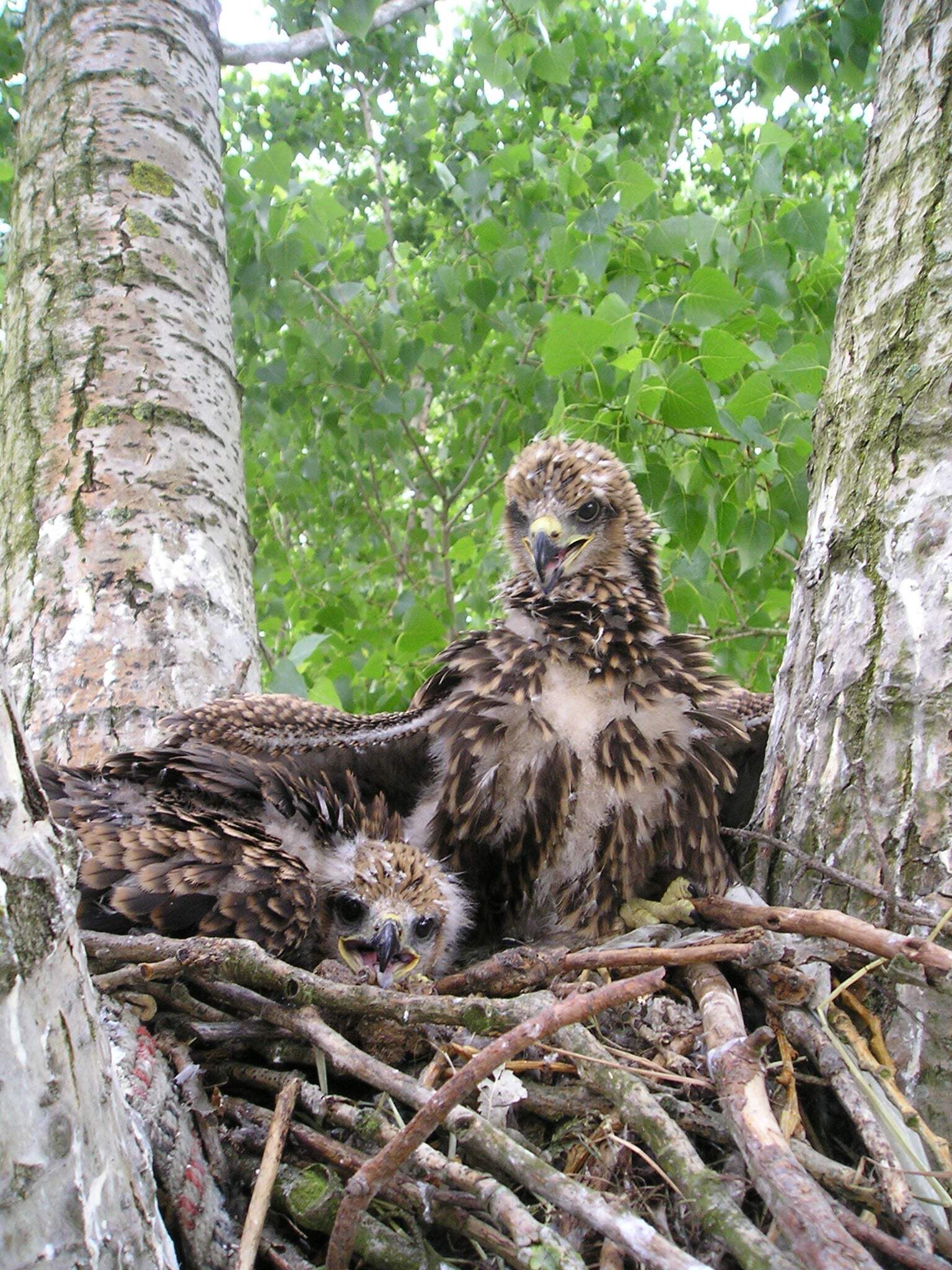 Red Kite Chicks In Nest Glossy Poster Picture Photo Print Banner ...