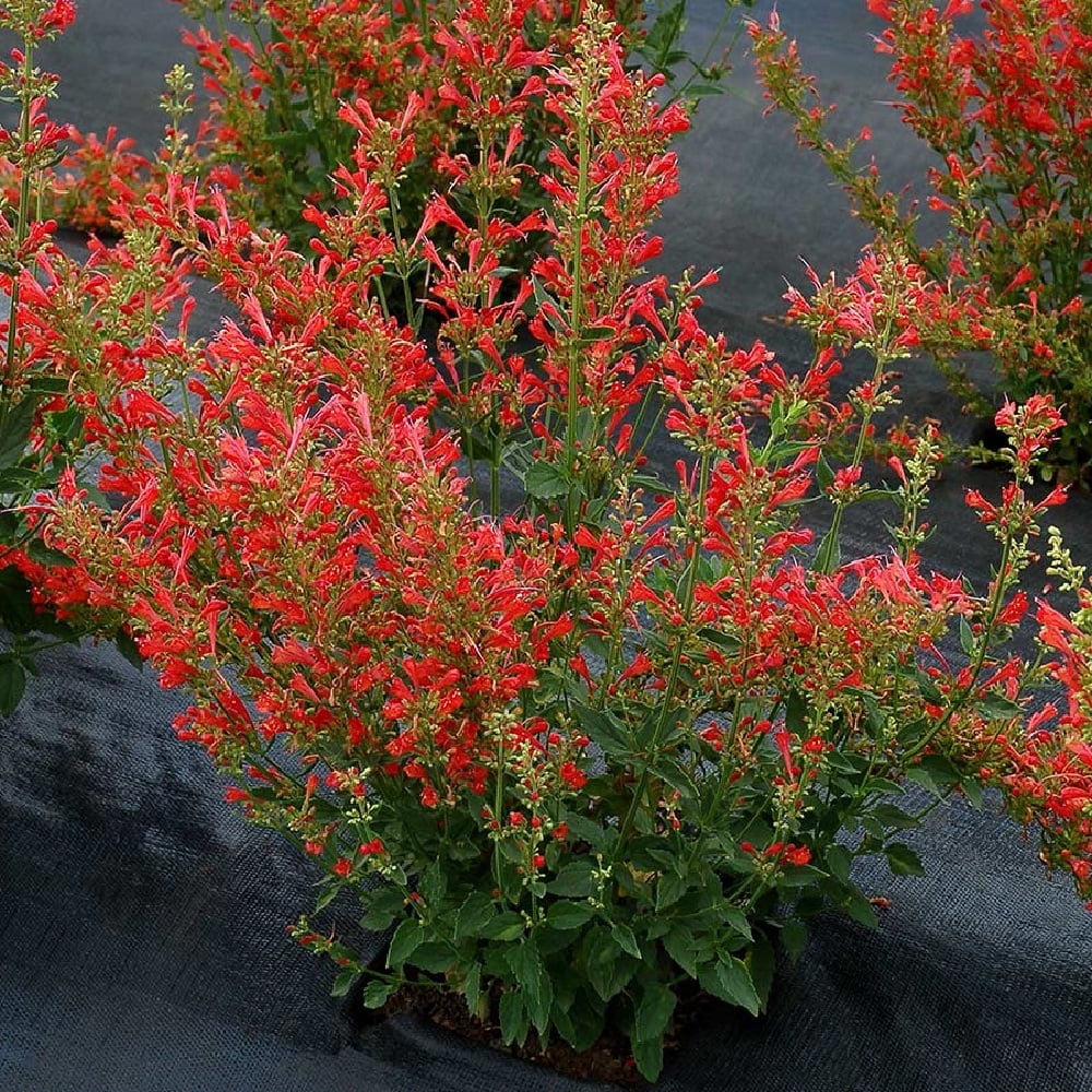 Red Kudos Hummingbird Mint - Agastache - Anise Hyssop- Hardy - Gallon ...