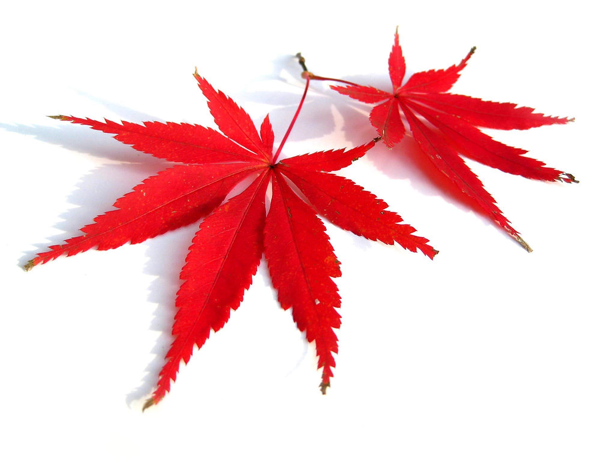 Red Lace Leaf Japanese Maple 30 Seeds - Acer Palmatum Atropurpureum Dissectum Seeds, Laceleaf ...