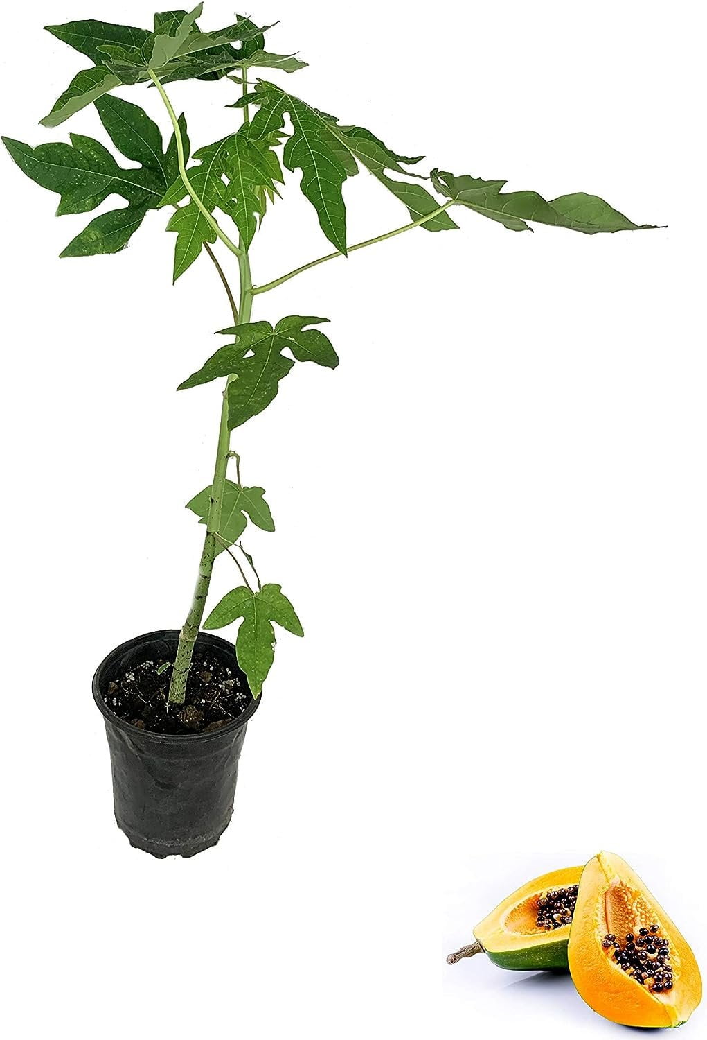 Red Lady Papaya Tree - Live Tree in a 1 Gallon Pot - 2 Feet Tall ...