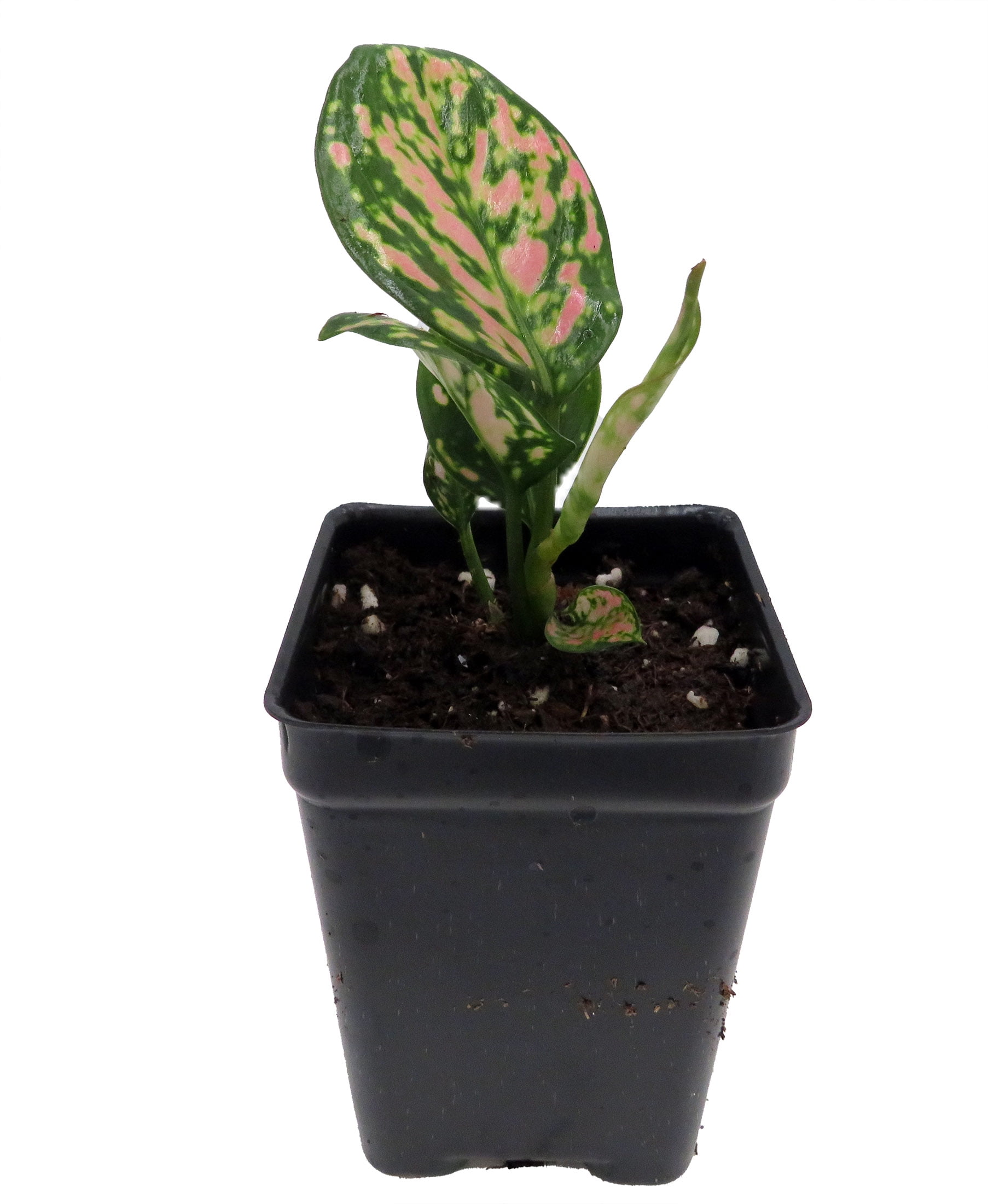 Red Lady Valentine Chinese Evergreen Plant - Aglaonema - 2.5" Pot ...