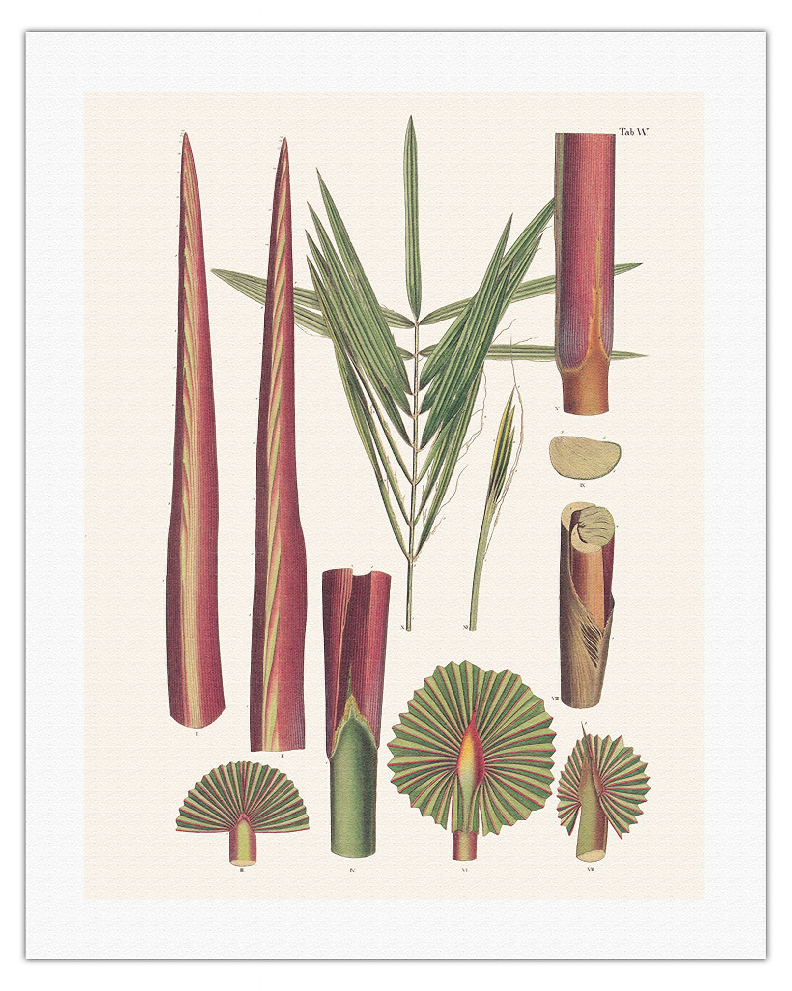 Red Latan Palm Tree (Latania Lontaroides) - Leaves and Stems - Vintage ...