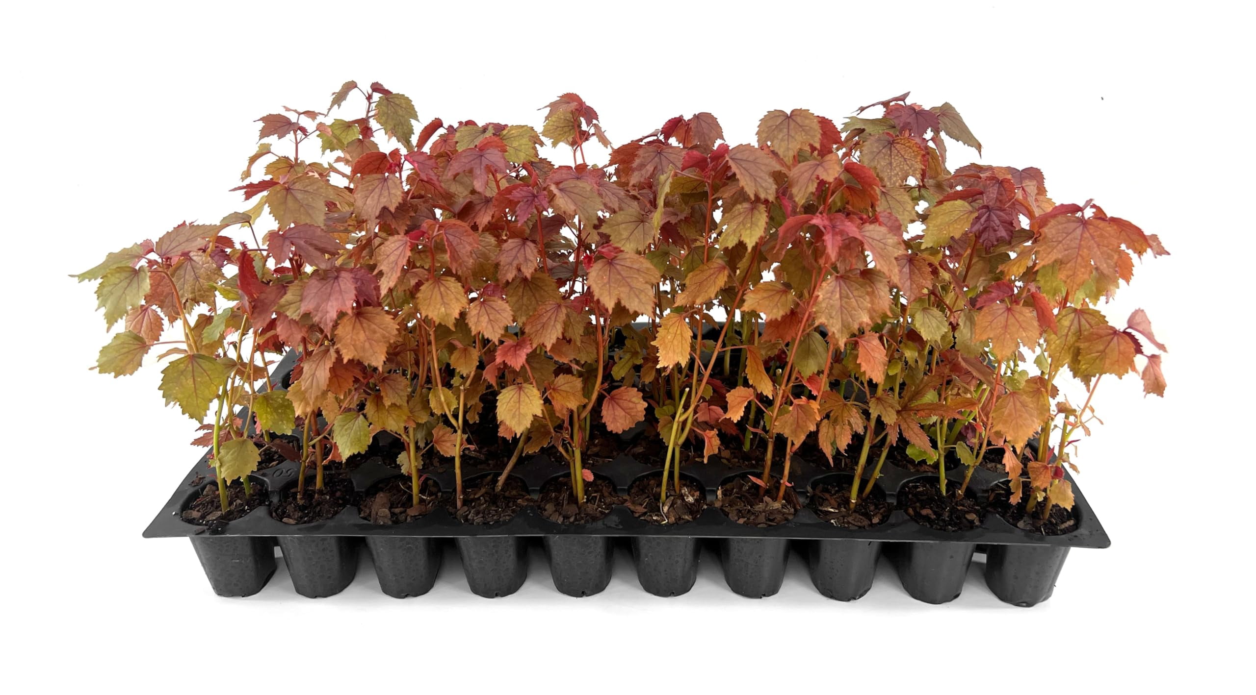 Red Leaf Hibiscus | 3 Live Plants | Hibiscus Acetosella | Vibrant ...