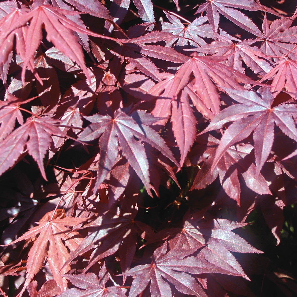 Red Leaf Japanese Maple, Dormant Bare Root Starter Ornamental Tree (1 ...