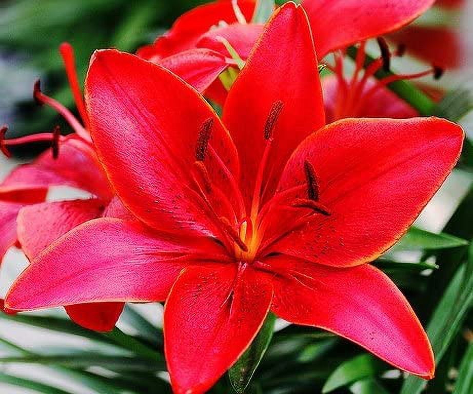 Red Lily Bulbs for Planting - Stunning Perennail Lily Bulbs for Garden ...