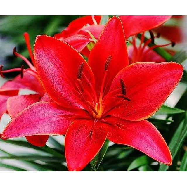 Red Lily Bulbs for Planting - Stunning Perennail Lily Bulbs for Garden ...