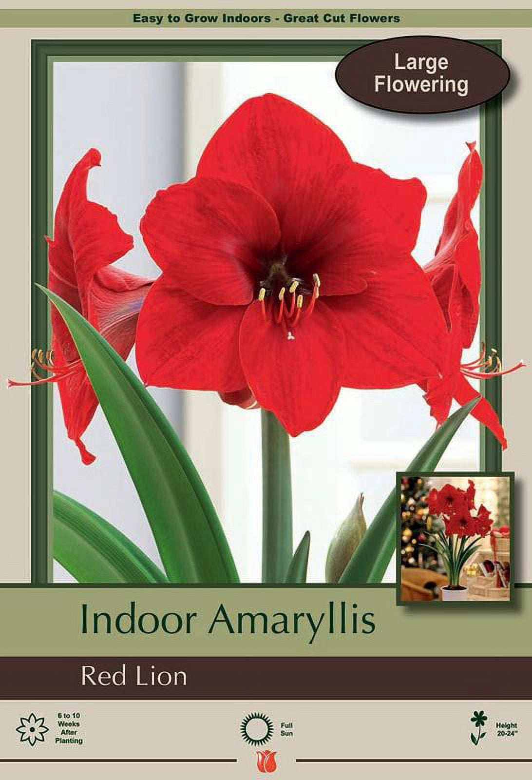 Red Lion Giant Indoor Dutch Amaryllis Flower Bulb - 28/30cm - Walmart.com