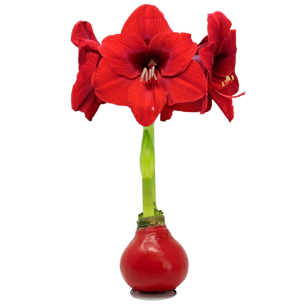 Red Lion Red Waxed Jumbo Amaryllis Bulb - Holiday Blooms - Walmart.com