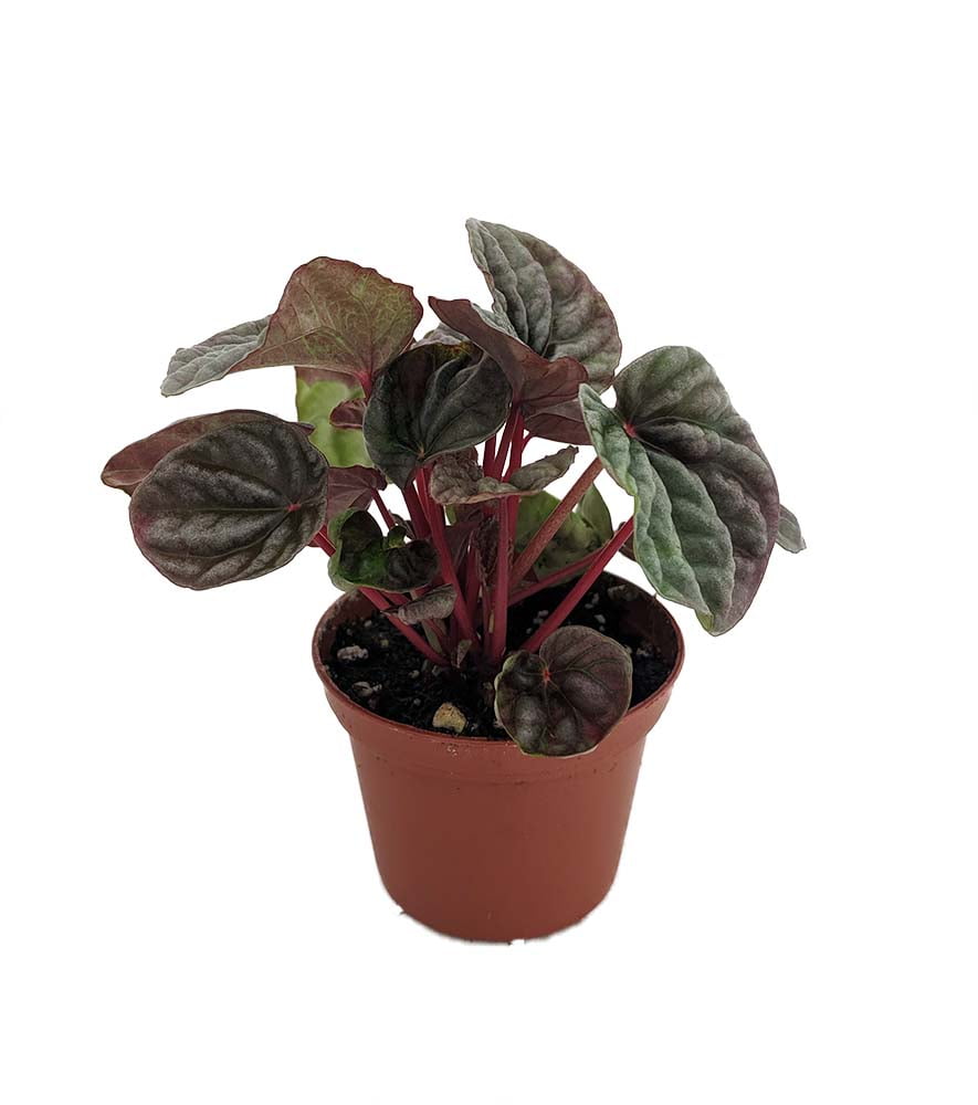 Red Luna Ripple Peperomia caperata - 2.5" Pot - Walmart.com