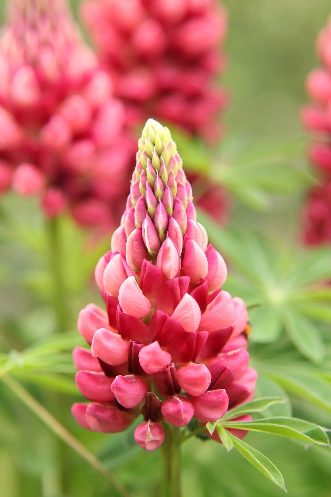 Red Lupine Seeds/Annual/ Full Sun/280 Seeds 1/4 oz - Zellajake Farm and ...