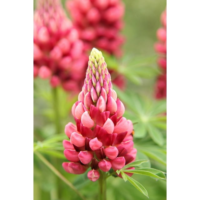 Red Lupine Seeds/Annual/ Full Sun/ 40 Seeds 1 Gram - Zellajake Farm and ...