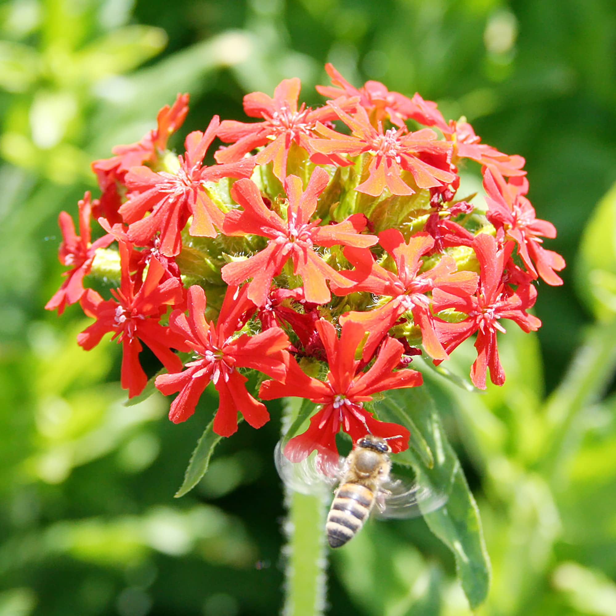 Red Lychnis Seeds Red Rose Campion Perennial MHD1Cut Flower Deer ...