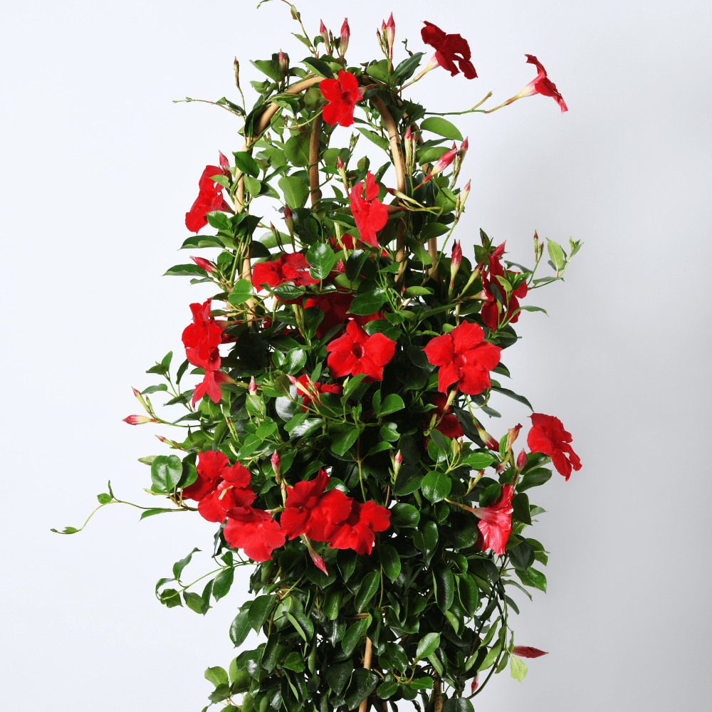 Red Mandevilla Plants, Mandevilla Flower Vine Plants Live, Outdoor ...