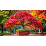 Red Maple Bonsai Tree Seeds for Planting (50 Seeds) - Walmart.com