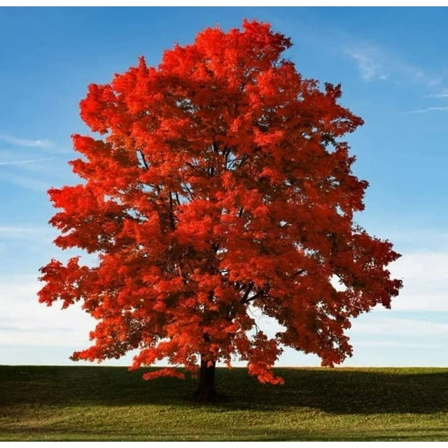 Red Maple Seeds for Planting Outdoors - Heirloom Maple Tree Seeds (Acer ...