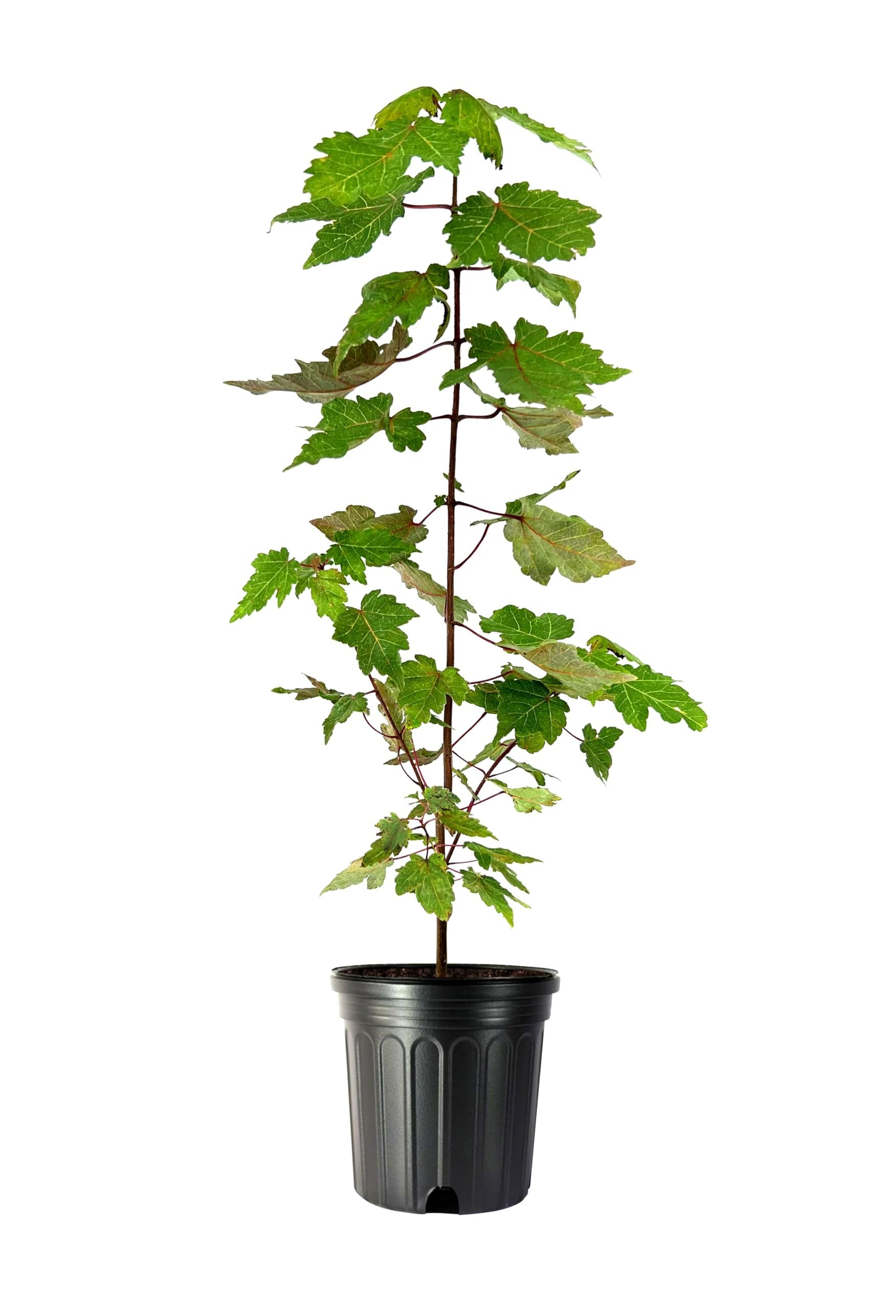Red Maple Tree 2 Large Gallon Size Pots Acer Rubrum Stunning Fall Color ...