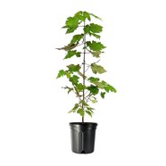 Simpson Nurseries 18" Japanese Red Maple Tree Live Plant with Pot ...