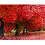 Red Maple Tree Seedlings for Planting | Live Tree Seedlings (16 ...