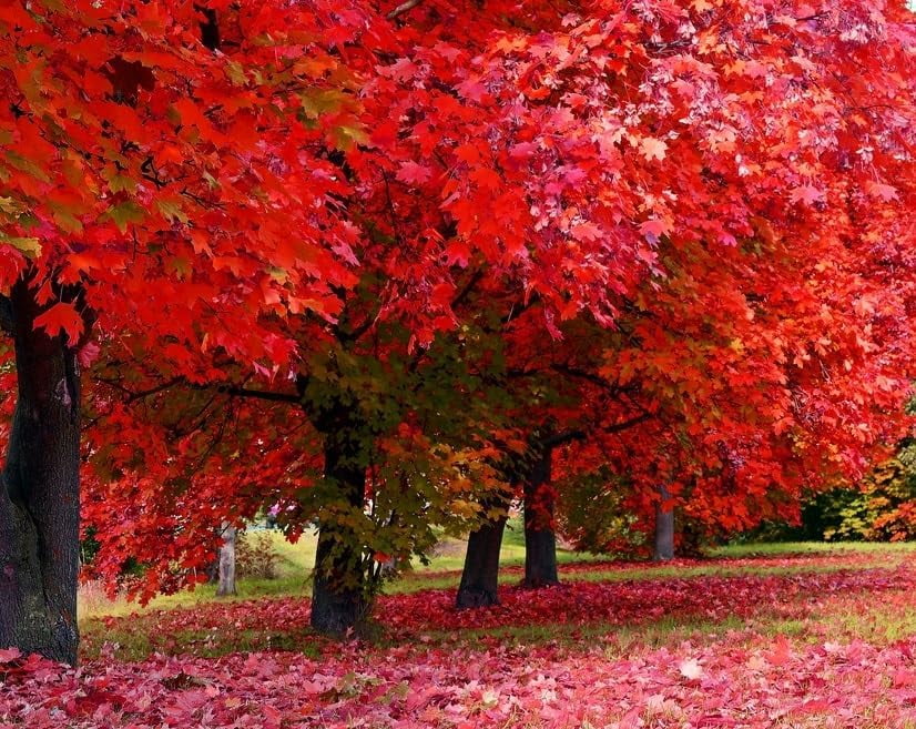 Red Maple Tree Seedlings for Planting | Live Tree Seedlings (4 ...