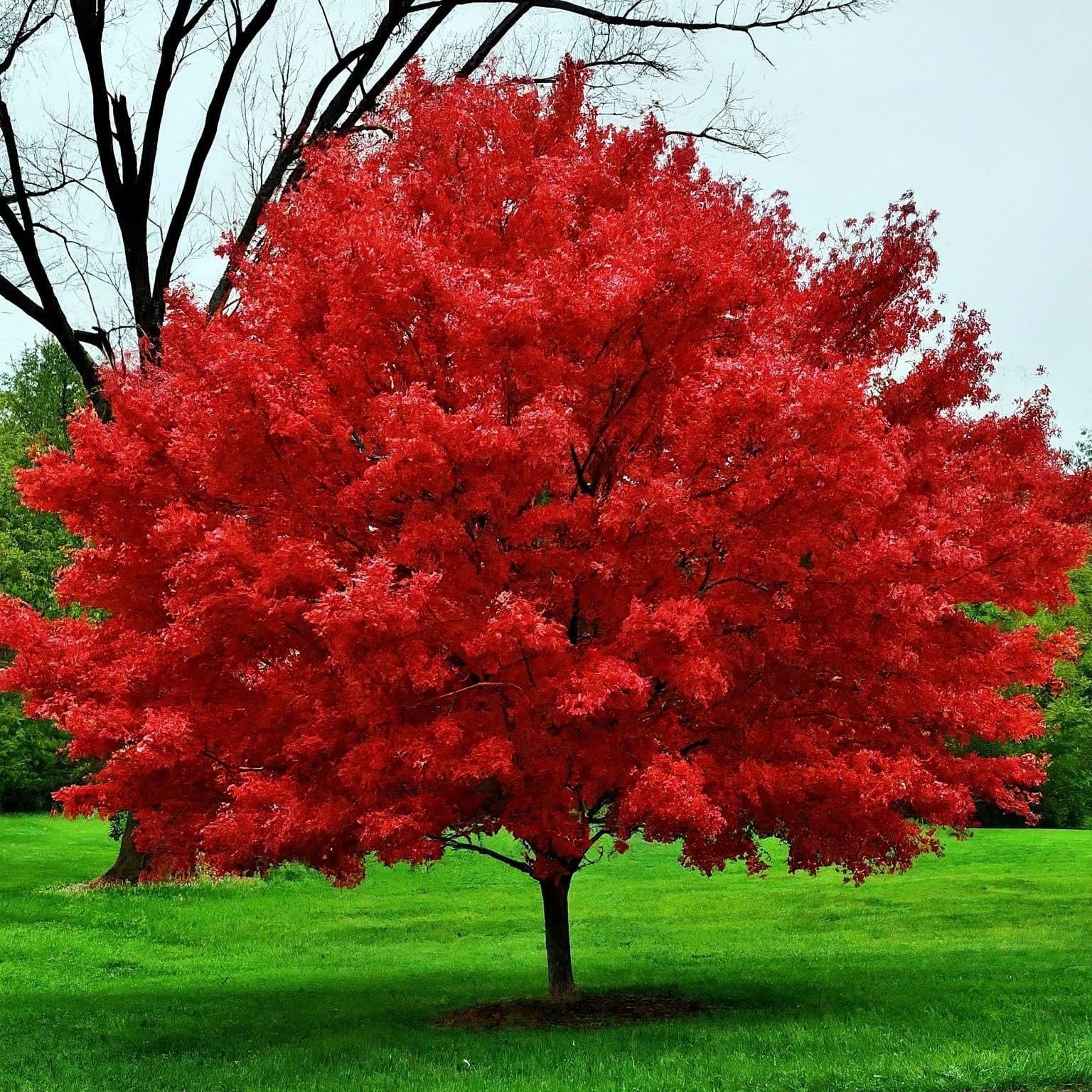 Red Maple Tree Seedlings for Planting | One Live Tree Seedling ...