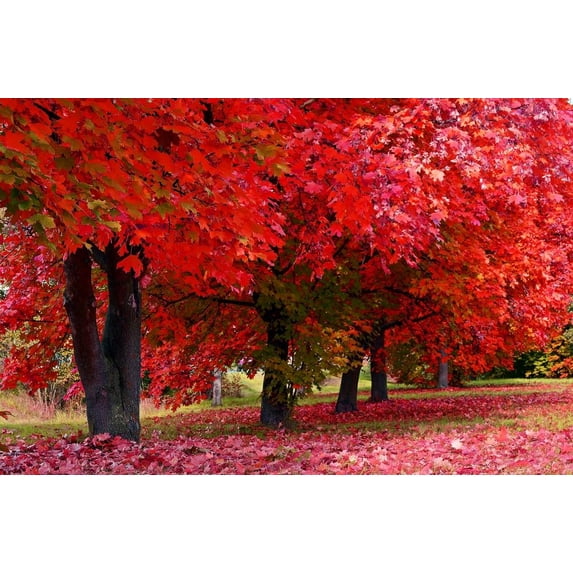 Red Maple Tree Seedlings for Planting - Stunning Red Leafs Make Red ...