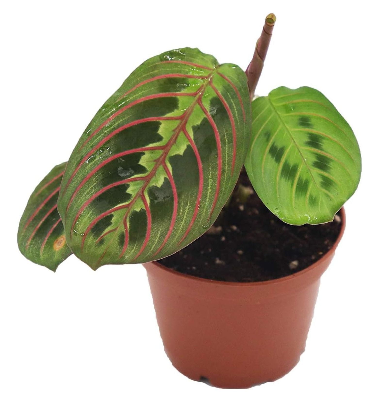 Red Maranta Prayer - 3" from - Walmart.com