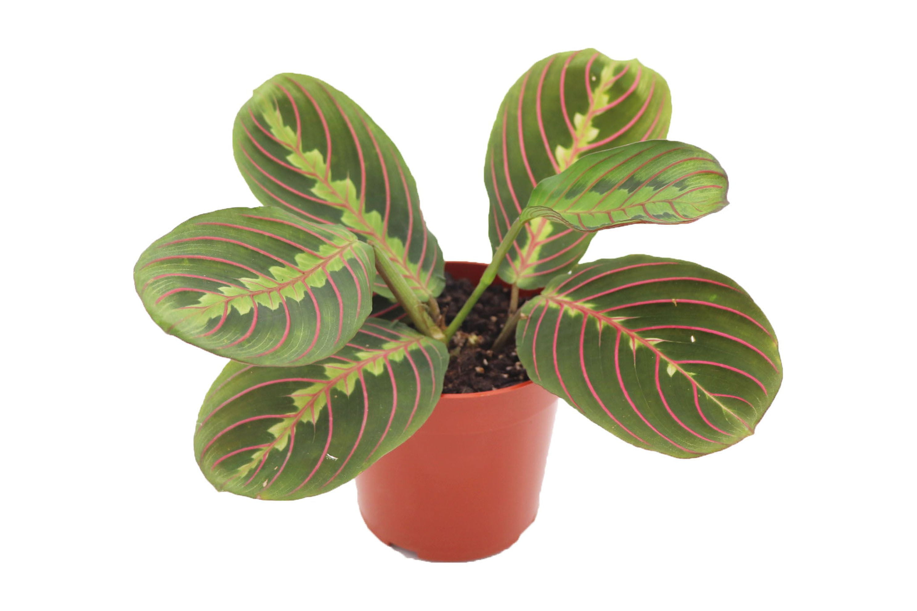 Red Maranta Prayer - 4'' from California Tropicals - Walmart.com