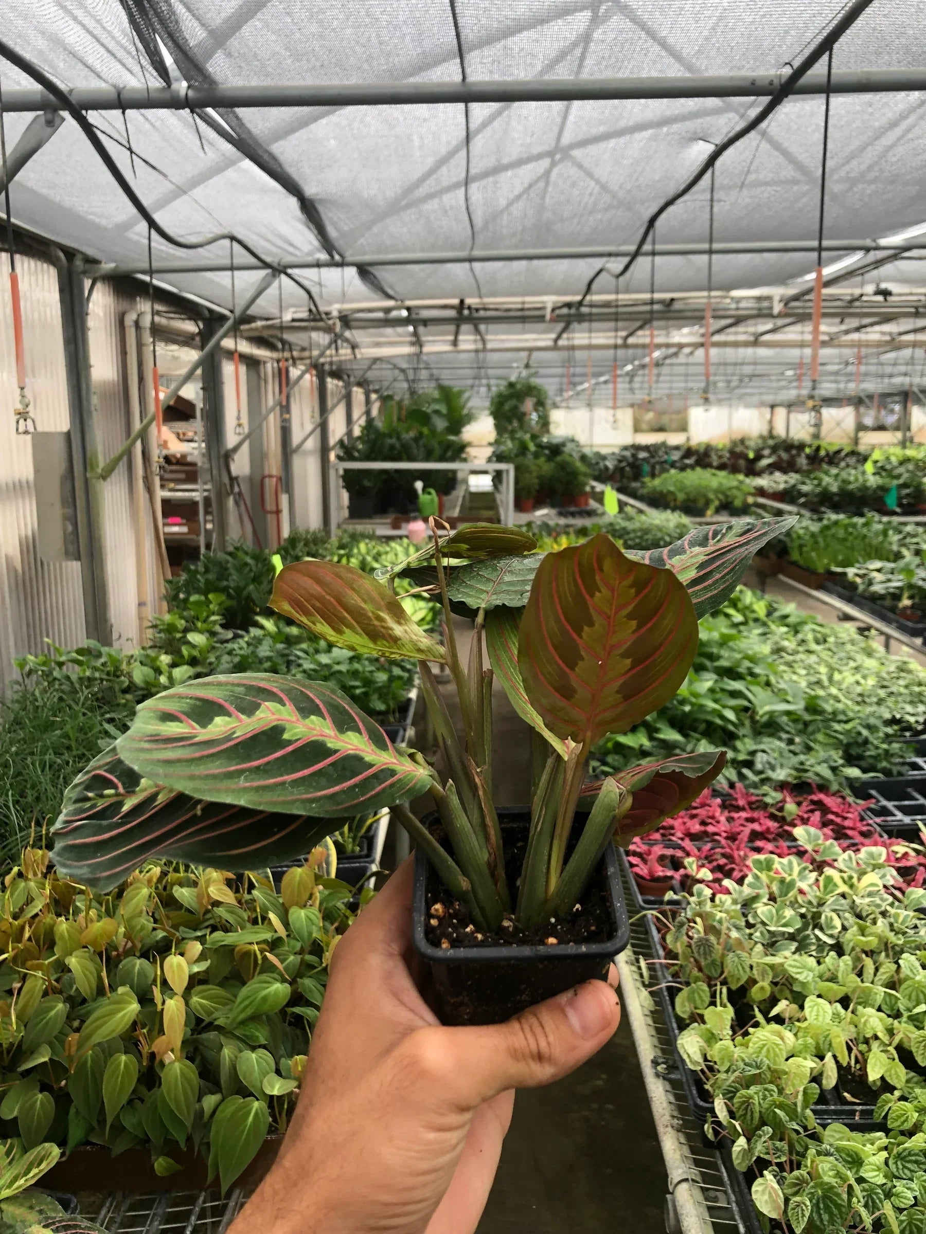 Red Maranta Prayer Plant - Live Air-Purifying Indoor Plant in Nursery ...