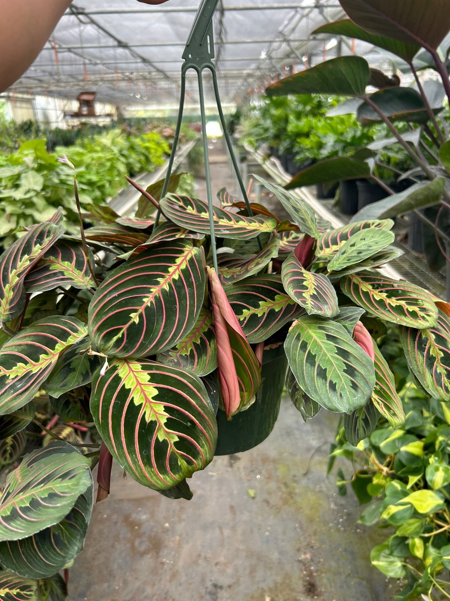 Red Maranta Prayer Plant - Live Air-Purifying Indoor Plant in Nursery ...