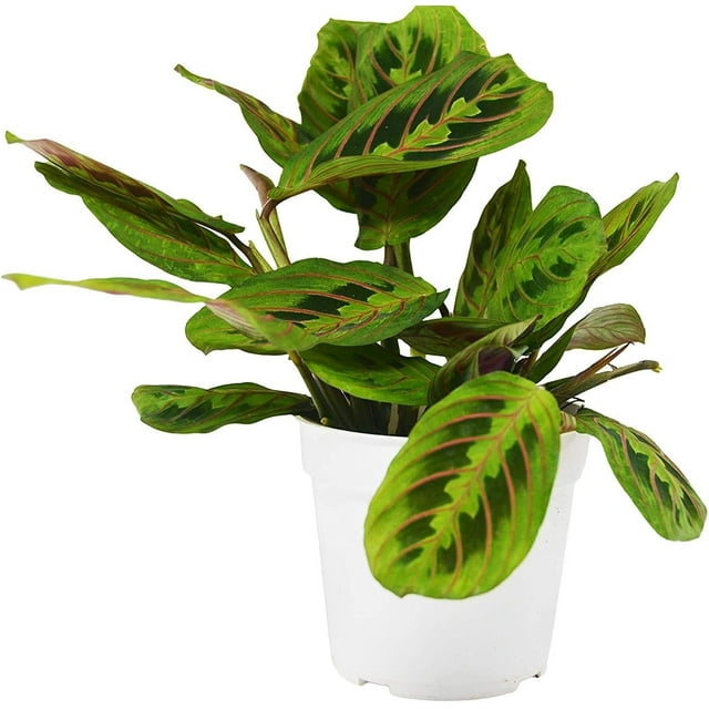 Red Maranta Prayer Plant - Live Plant in a 4 Inch Pot - Maranta ...