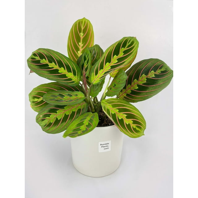 Red Maranta Prayer Plant - Walmart.com