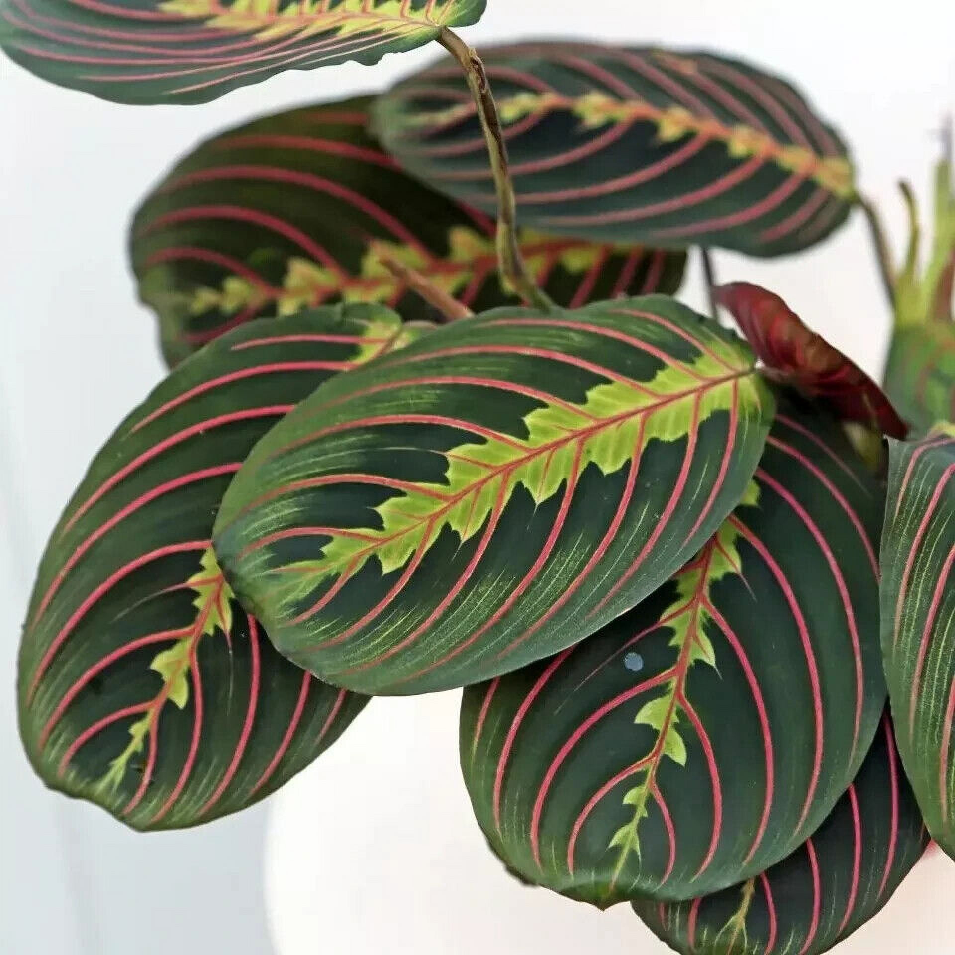 Red Maranta, prayer plant, LIVE evergreen houseplant in 4" pot ...