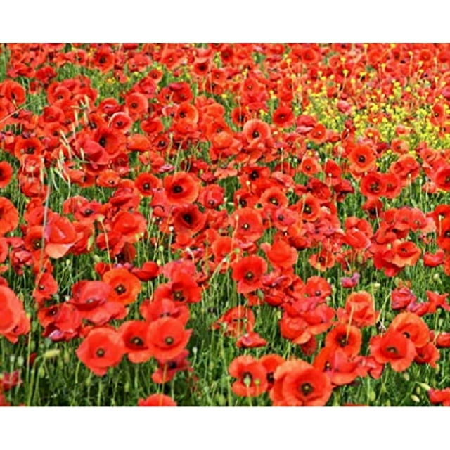 Red Mikado Poppy, 100+ Seeds, Worlds Most Popular Flower, Stunning Red ...