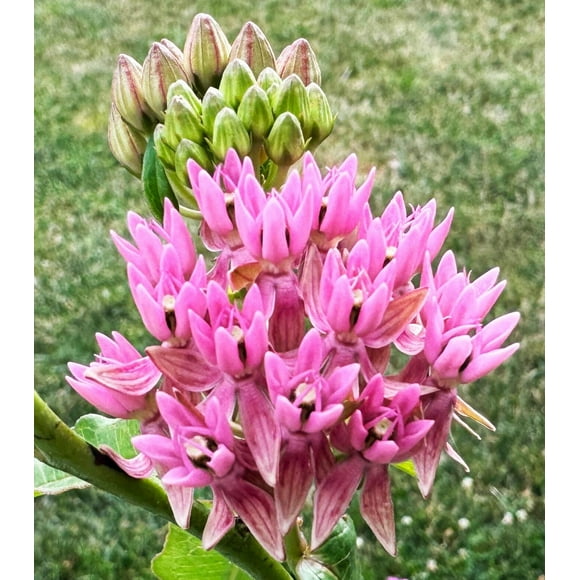 Butterfly Milkweed Plant