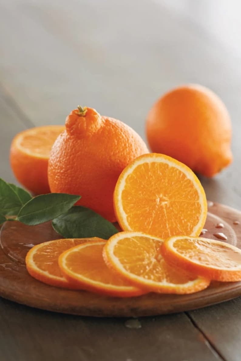 Red Mineola Tangelo Honeybell Tree GRAFTED . Citrus Manderian Fruit. 2 ...