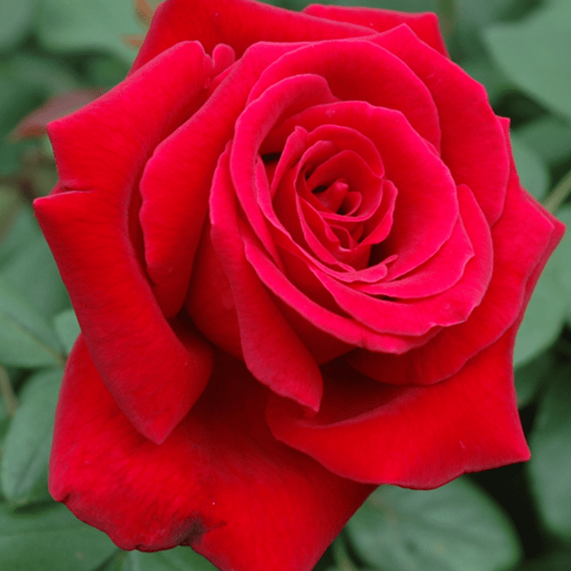 Red Mini Rose Plant, Miniature Rose Live Plant, Vibrant Red Flowers, 3 ...