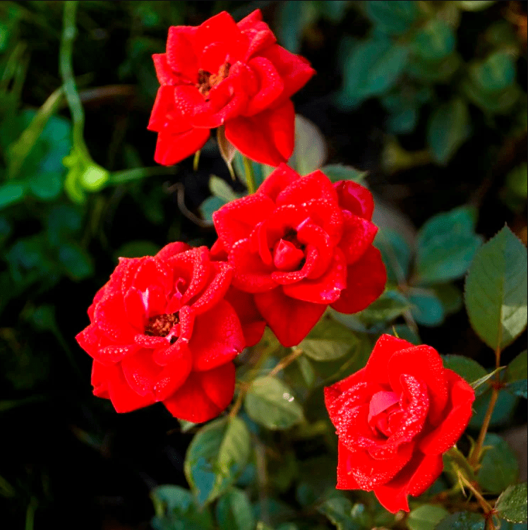 Red Miniature Roses Plant Mini Rose Flowers Plant Rose Shurb 3 Inch Pot ...