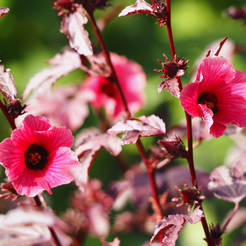 Red Mohagany Hibiscus Plant Live, 8 to 12 Inc Tall, Hibiscus Flower ...