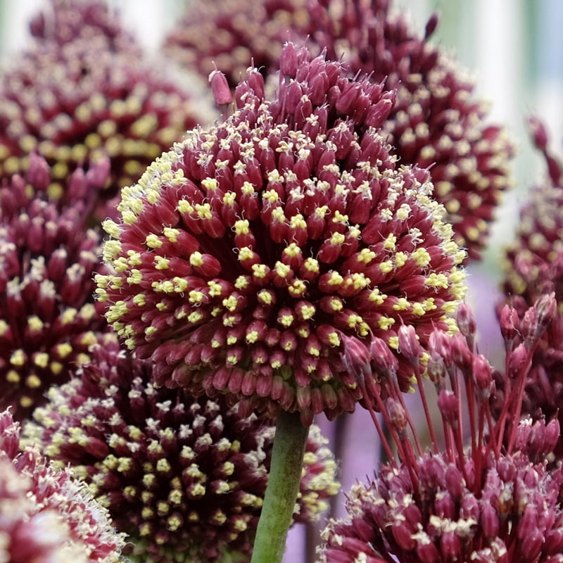 Red Mohican Allium Flower Bulbs - 5 Bulbs per Pack - Deer Resistant ...