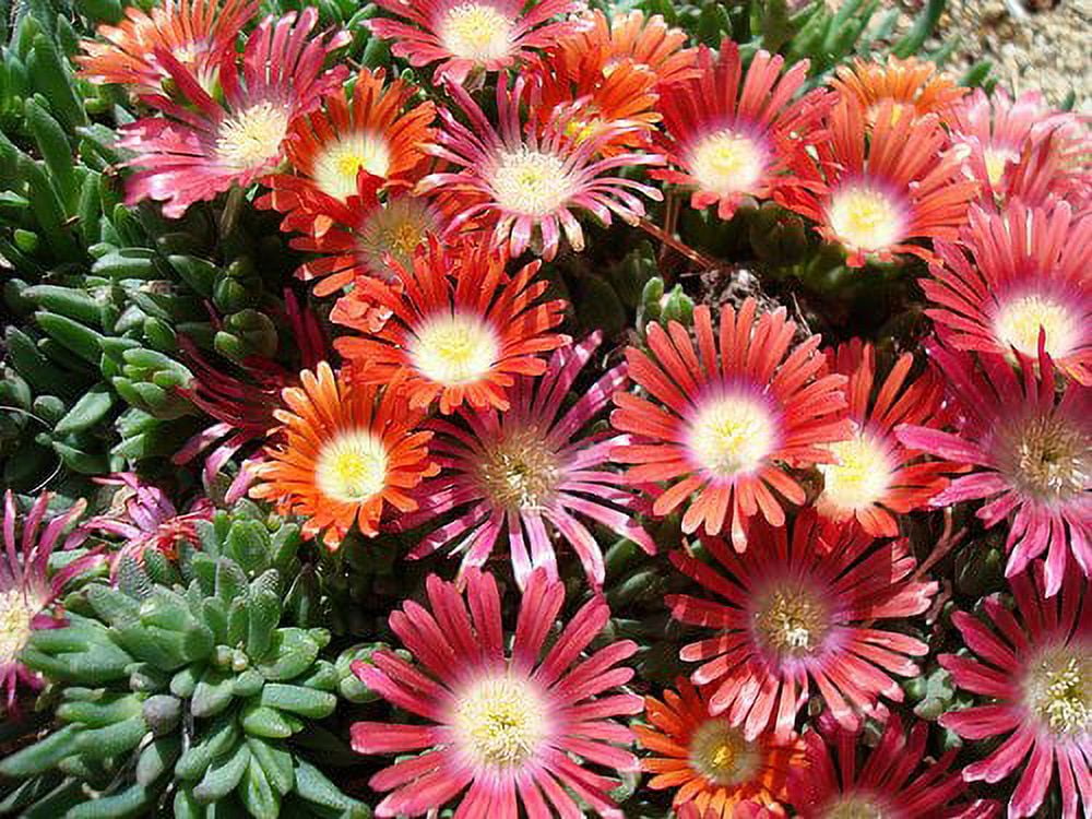Red Mountain Ice Plant - Delosperma - Live Plant - Quart Pot - Walmart.com