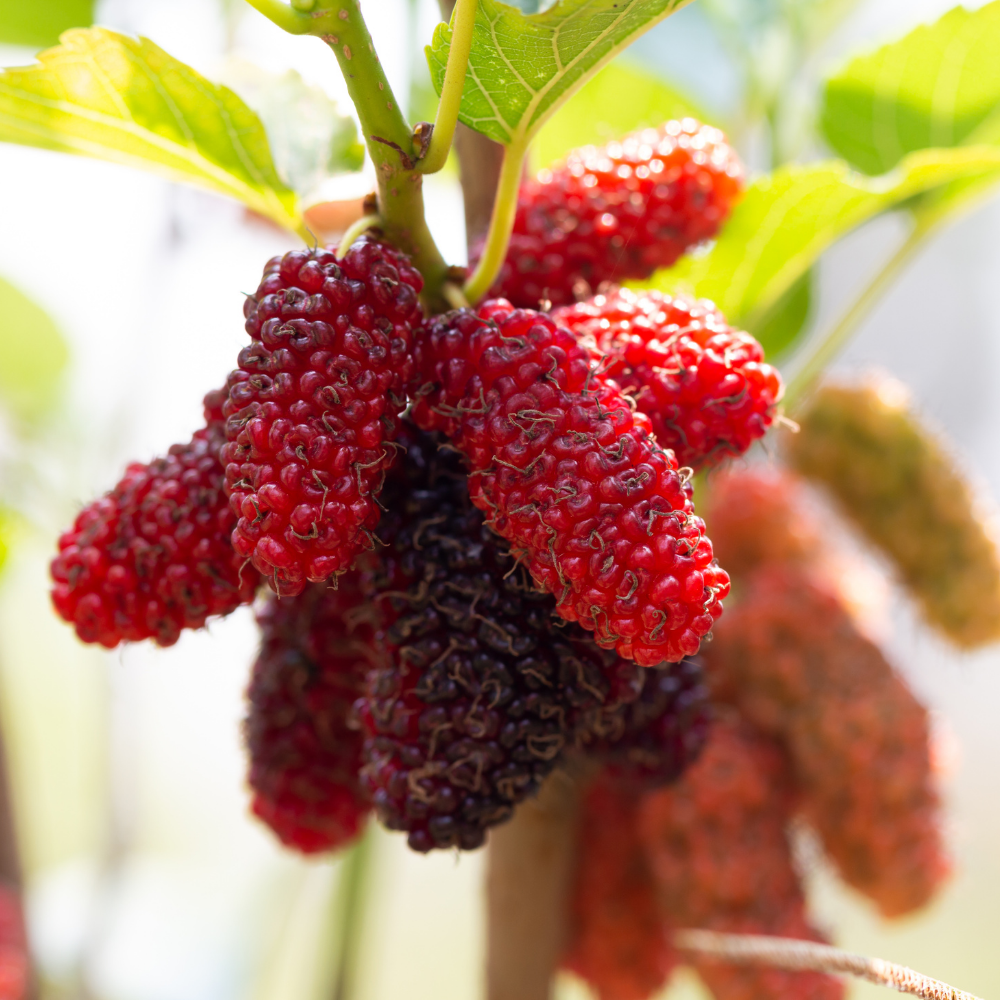 Red Mulberry Plant, Mulberry Fruit Tree Live Plant, Indoor Outdoor ...