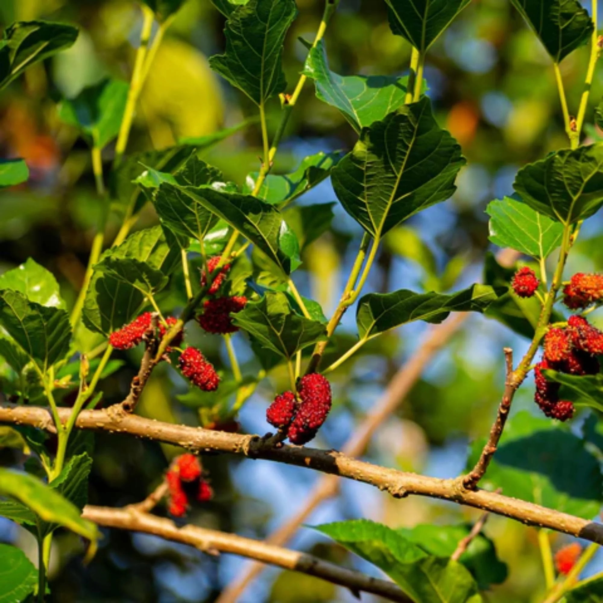 Red Mulberry Tree 1 gallon trade pot - Walmart.com