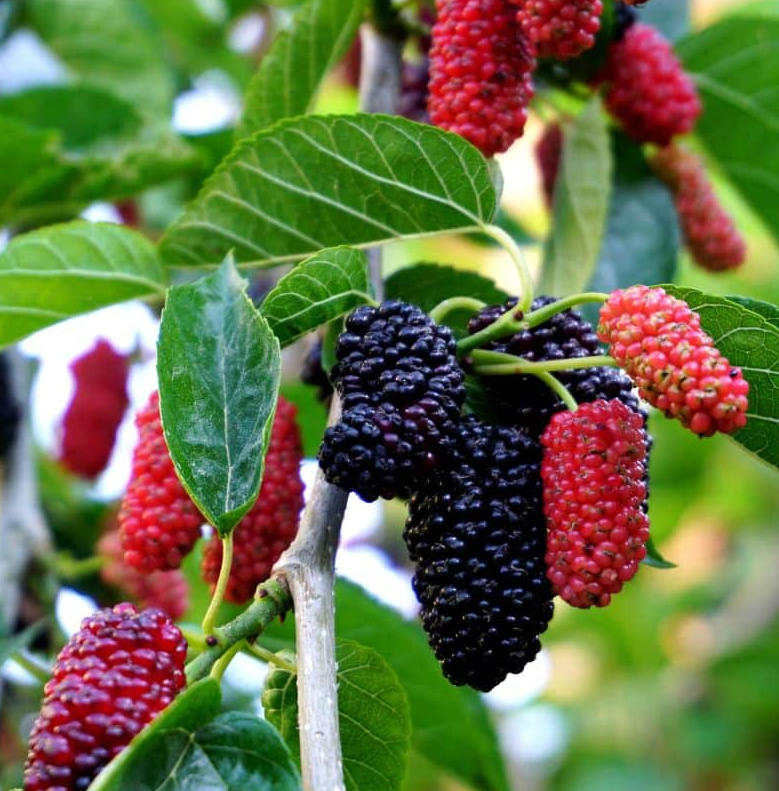 Red Mulberry Tree Live Plant, Everbearing Mulberry Fruit Plant for ...