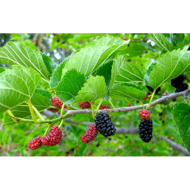 Bountiful Garden Nursery Red Mulberry Live Tree - Walmart.com