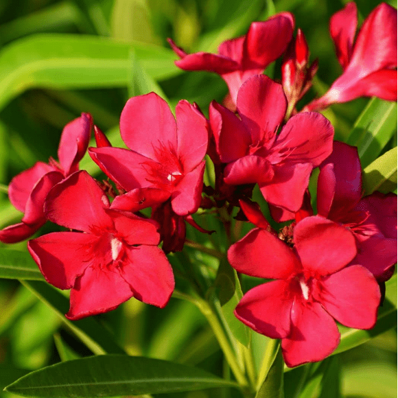Oleander Plant