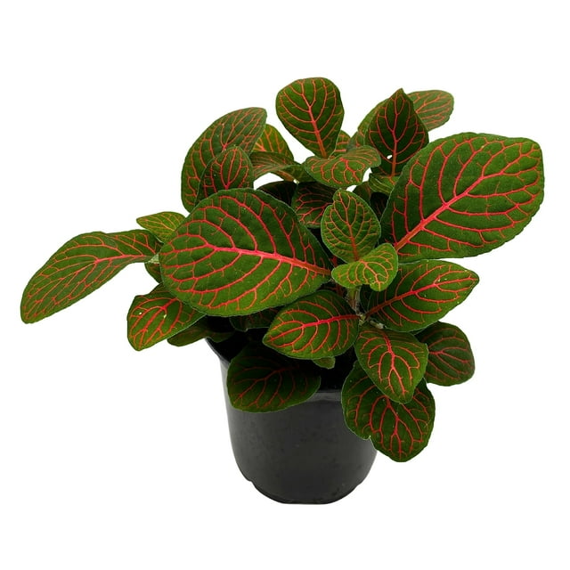 Red Nerve Plant, Fittonia Verschaffeltii, Ruby Red Mosaic Plant, Super ...