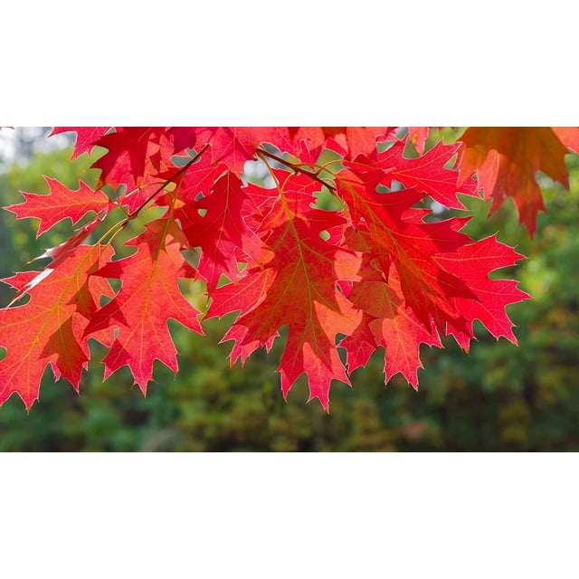 Red Oak Tree Seedlings For Planting Live Trees For Landscaping Or Shade 1 Tree No Ship To