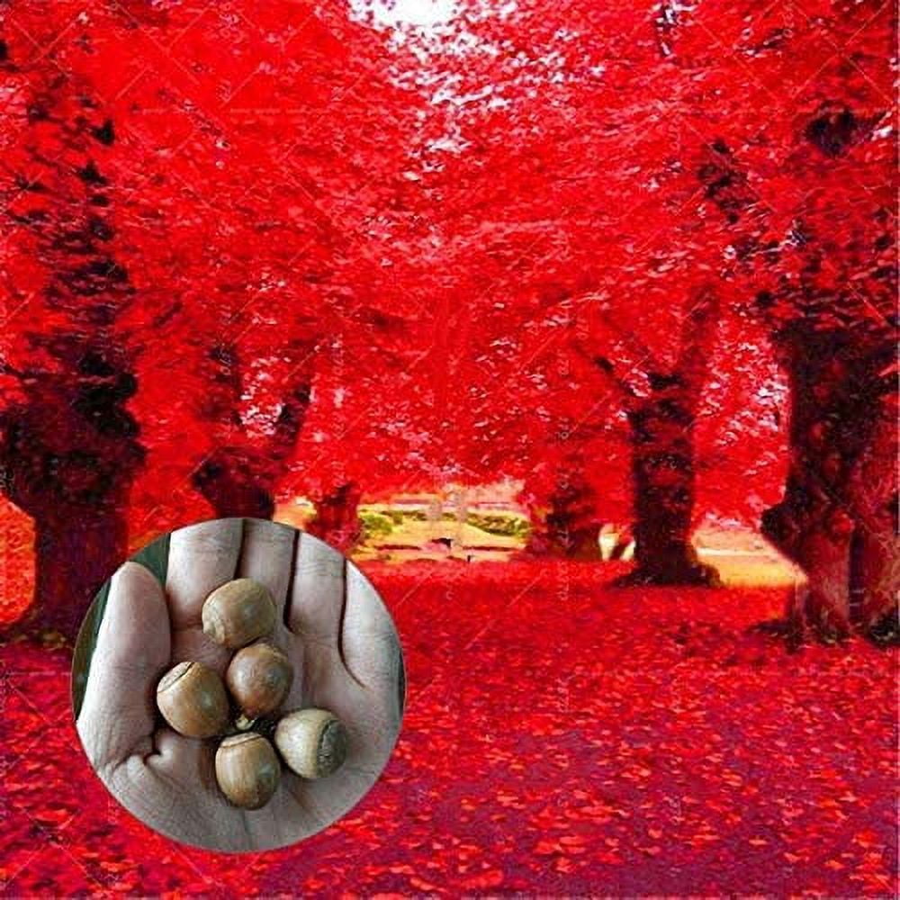 Red Oak Tree Seeds for Planting BSL1 | 5 Seeds | Highly Prized for ...
