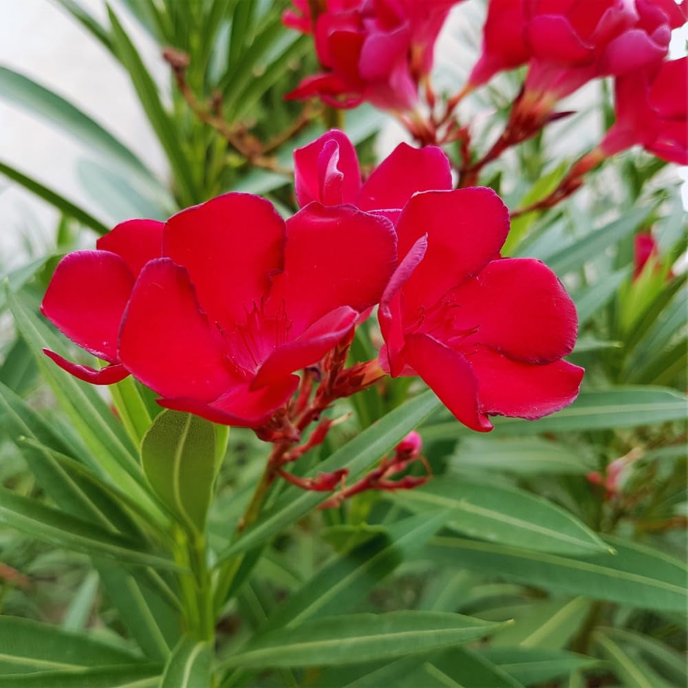 Red Oleander Plants Live, 2 Small Plants, Live Oleander Flower Plants ...